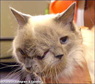 Two Faced Cat The Phenomena and Unexplained Mysteries In The World