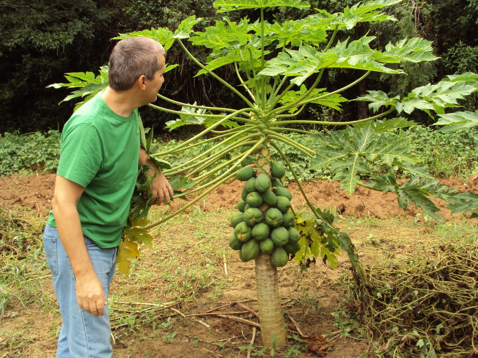 Cambucitros: Produção de semente do mamoeiro papaya Baixinho seleção ...