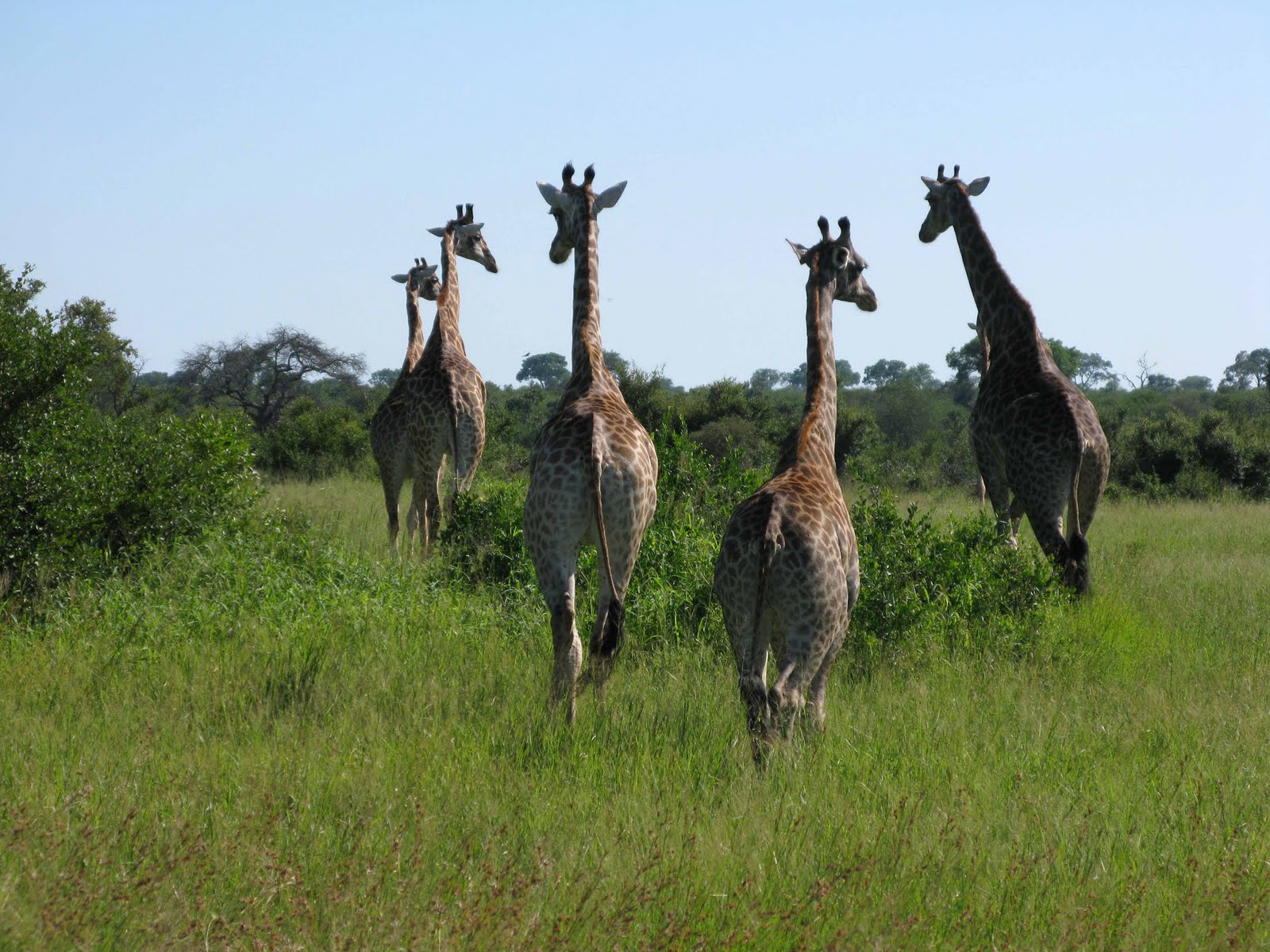 THE MAXI CHANNEL: SELVA AFRICANA