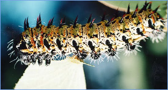 Angola Rising: Interesting Angola Foods - Mopane Worms. Yum!