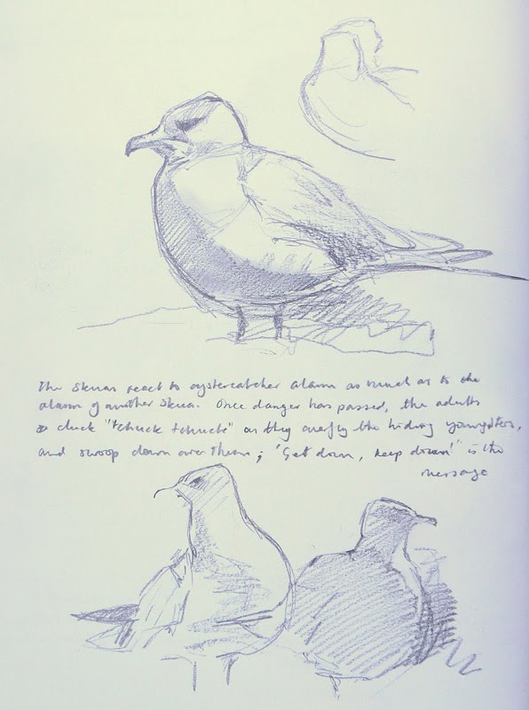 Tim Wootton Wildlife Art: Arctic Skua - the Loveliest Bird