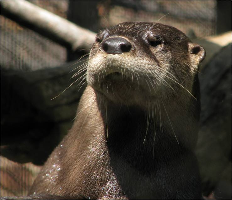 Beasts in a Populous City: Not That One, the Otter One