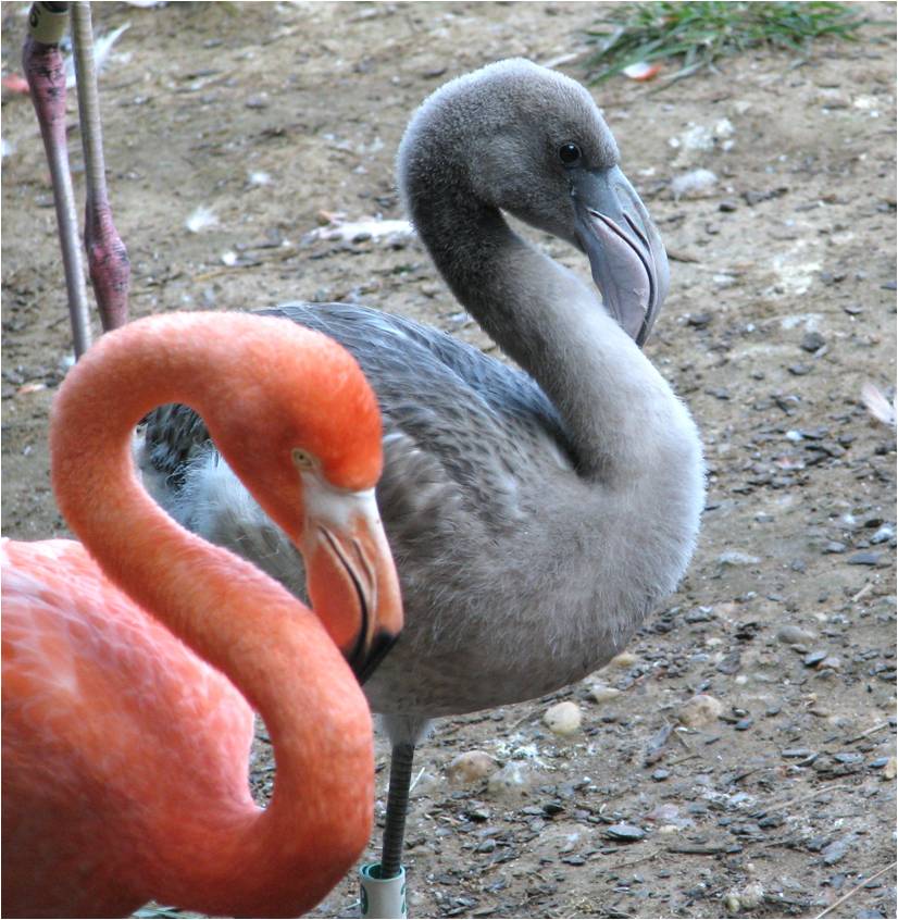 Beasts in a Populous City: Flamingo Friday: You Used to Be a Beautiful ...