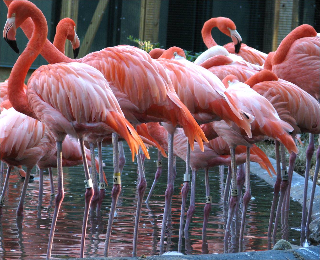 1000+ images about Flaming Flamingos on Pinterest | Flamingos, Pink ...