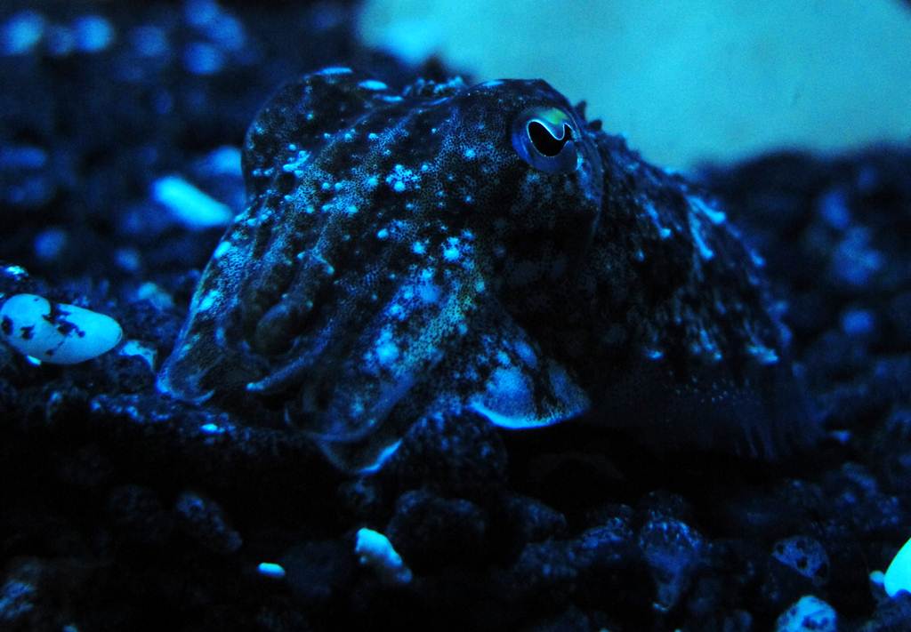 Beasts in a Populous City: Cuttlefish Camouflage