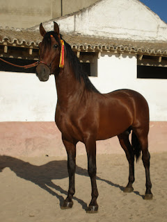 ANDALUSIANS DE CALDERON