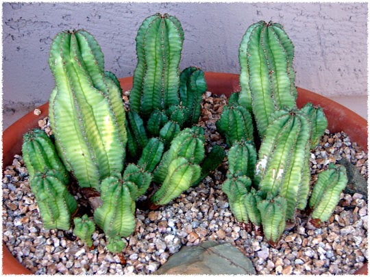 Home & Living Tanzania zipper plant Ferns, Grasses & Bamboo Plants etna ...