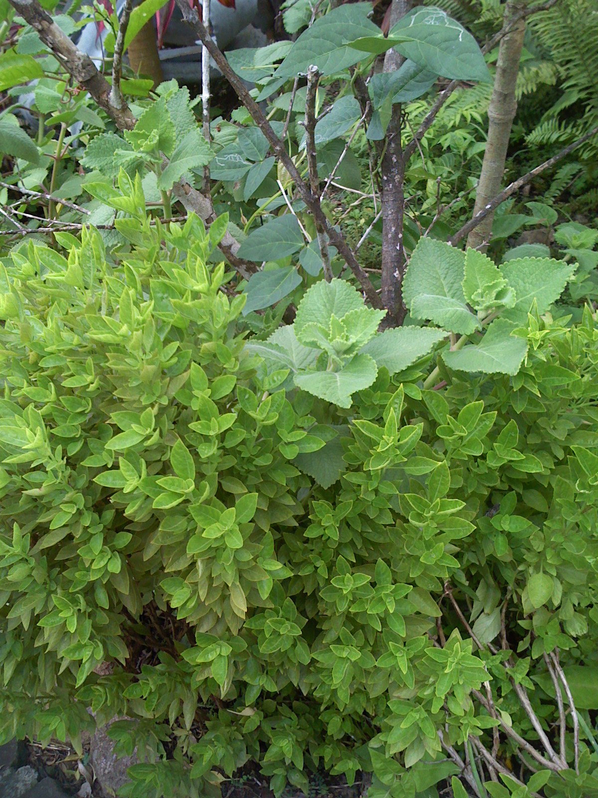 Tribute To The Lion: Bush Doctor Walkabout & Medicinal Plants