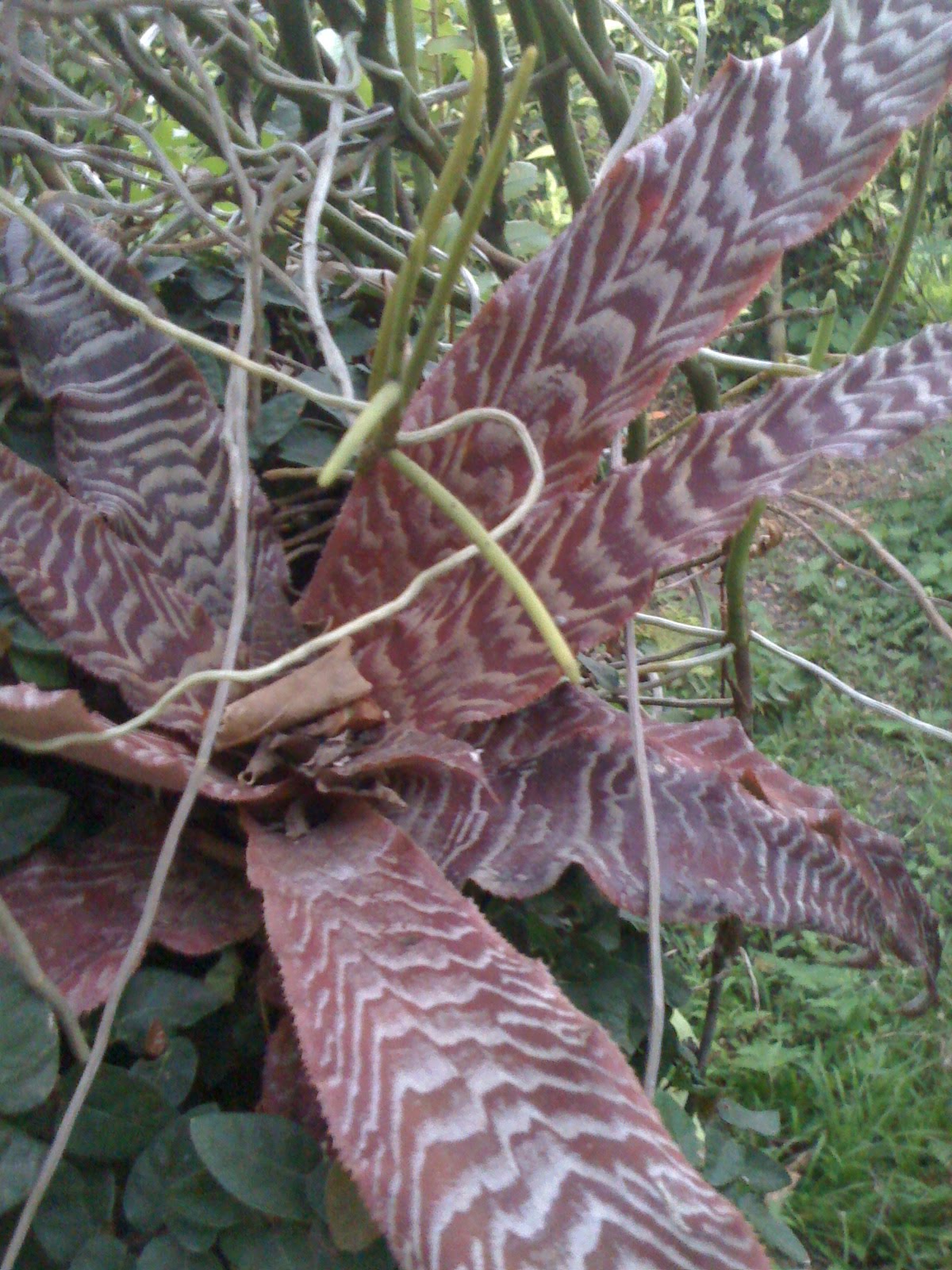 Tribute To The Lion: Bush Doctor Walkabout & Medicinal Plants