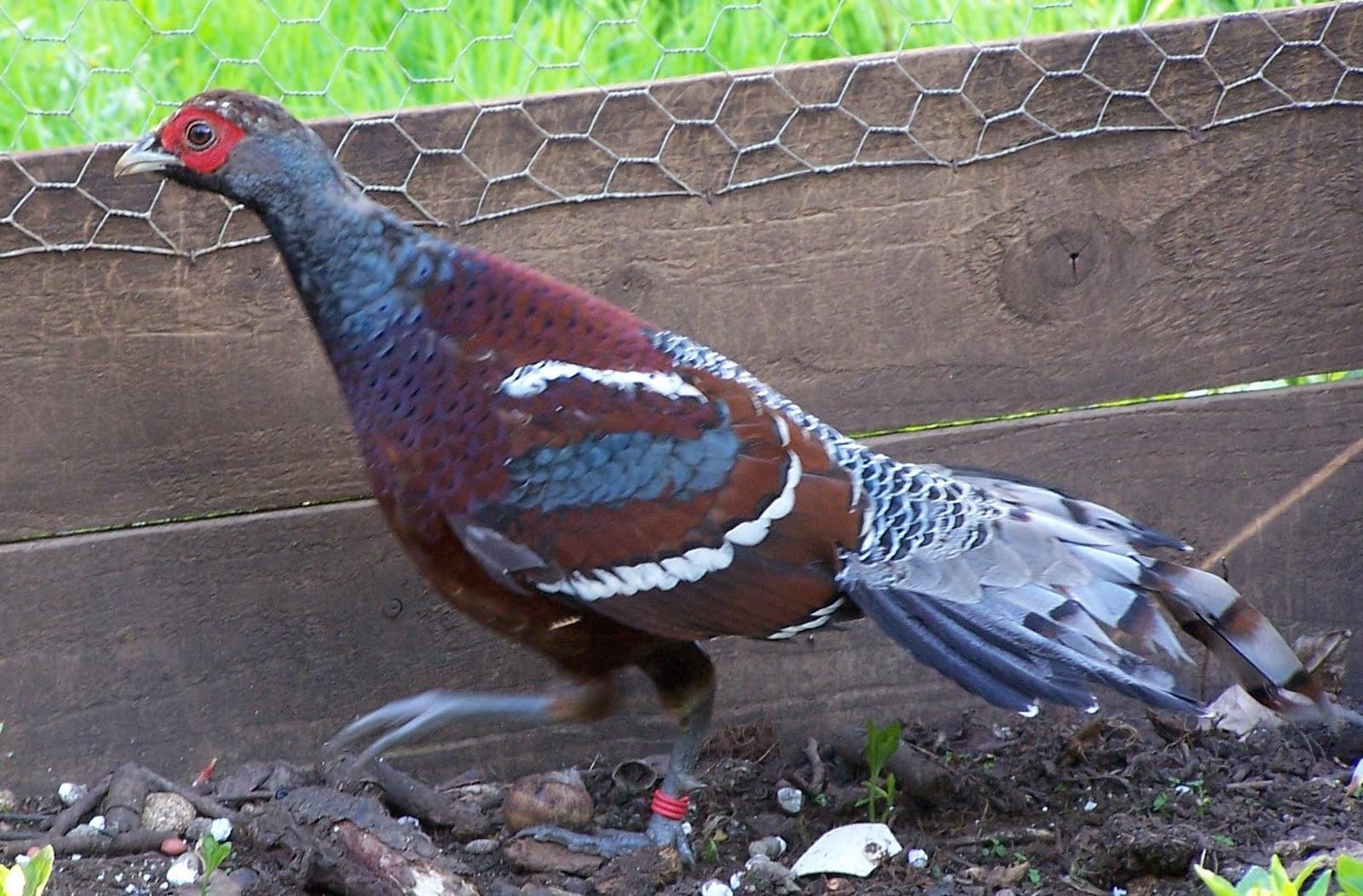 Pelancongan Terengganu: Taman Kuang Ajil