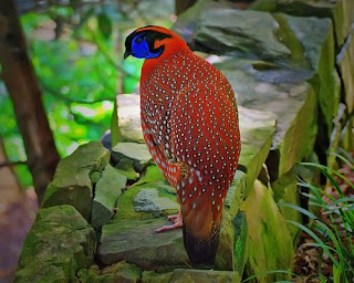 Pelancongan Terengganu: Taman Kuang Ajil