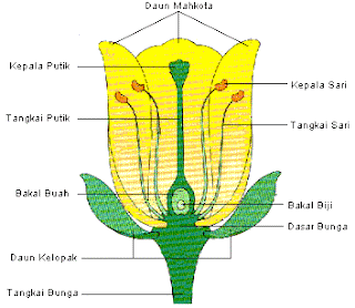 sm!l3 t0 m3, gUyZ!!!: Proses Reproduksi Pada Tumbuhan Berbunga