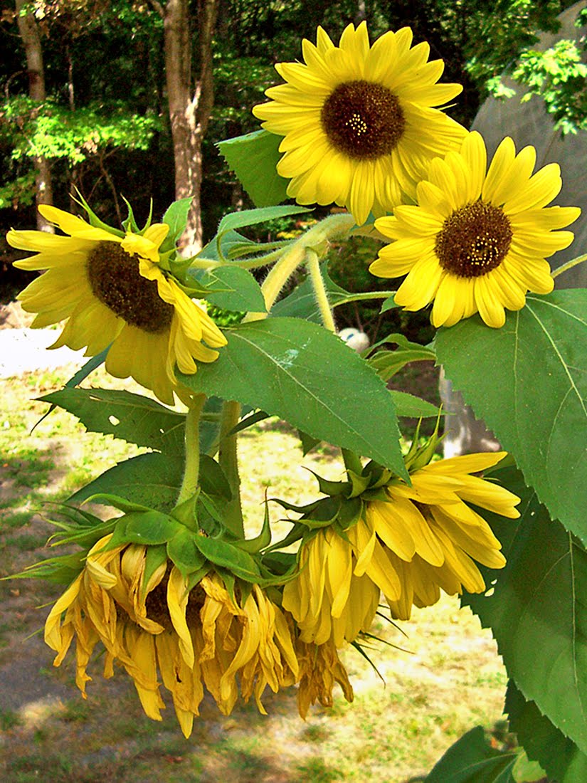 casey/artandcolour: Life of a Sunflower