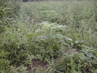 Otra óptica del desarrollo: Manejo Integrado de Malezas en la Siembra ...