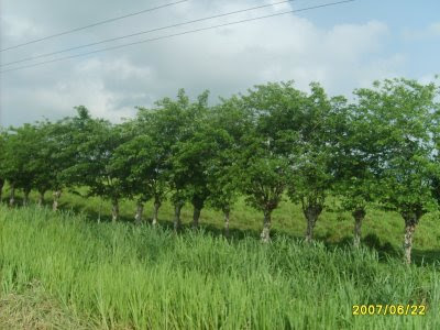 Otra óptica del desarrollo: Genética del Mata Ratón (Gliricidia sepium)