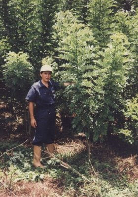 Otra óptica del desarrollo: Genética del Mata Ratón (Gliricidia sepium)