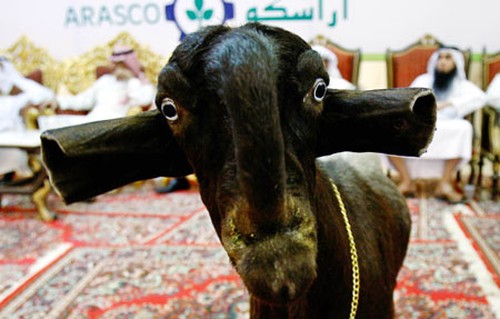 Daily Emails: Goat competition in saudi arbia...