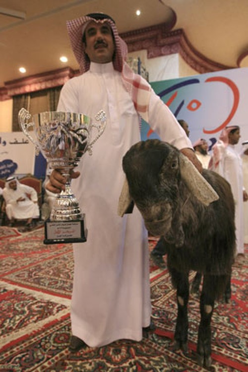 Daily Emails: Goat competition in saudi arbia...