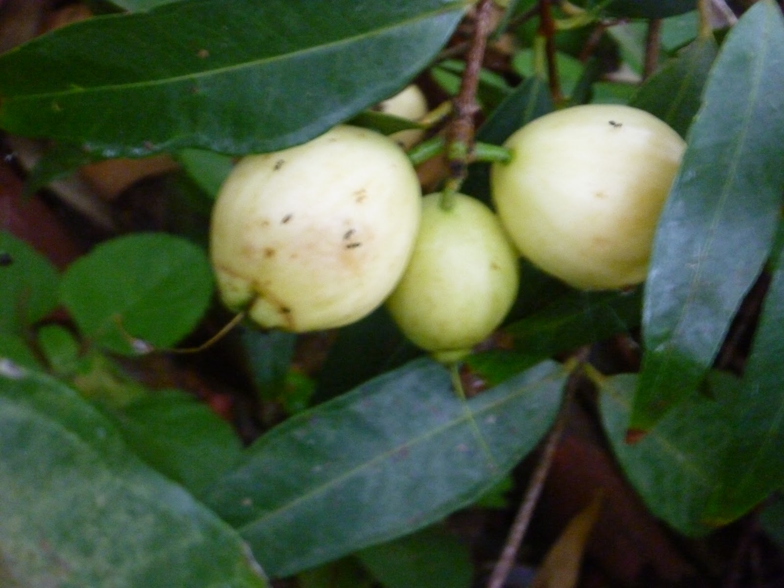 Ganeida's Knots: Bush Tucker.