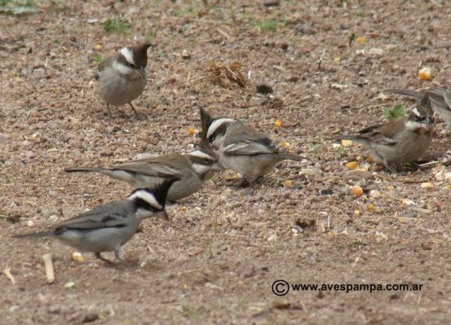 pajaros uruguayos: soldadito