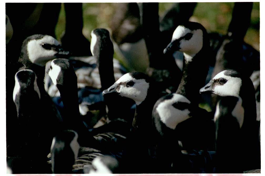 Ivel Ringing Group: Barnacle Goose round-up