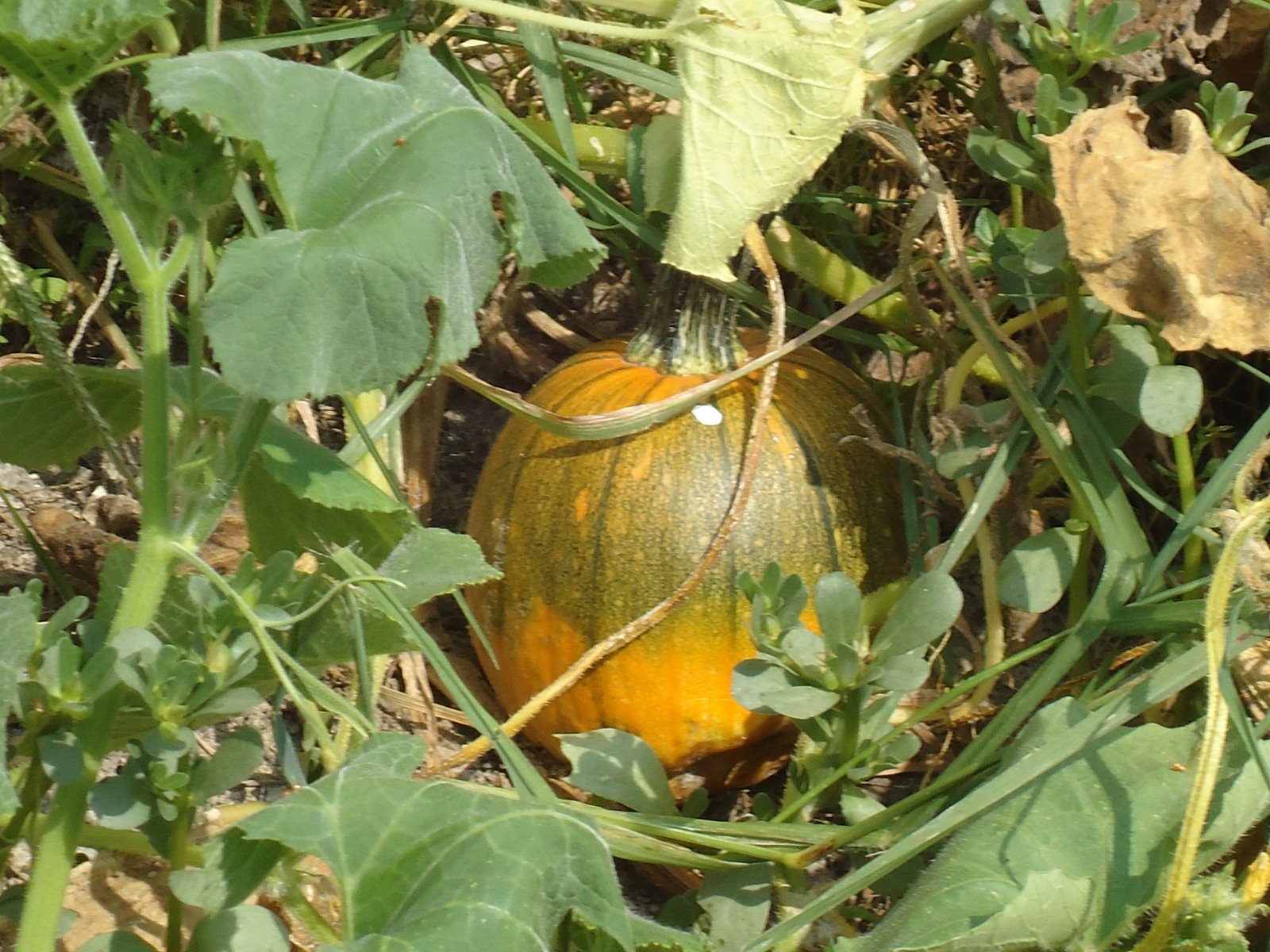 Daddy's girls!: Garden - watermelon, squash, and pumpkin!