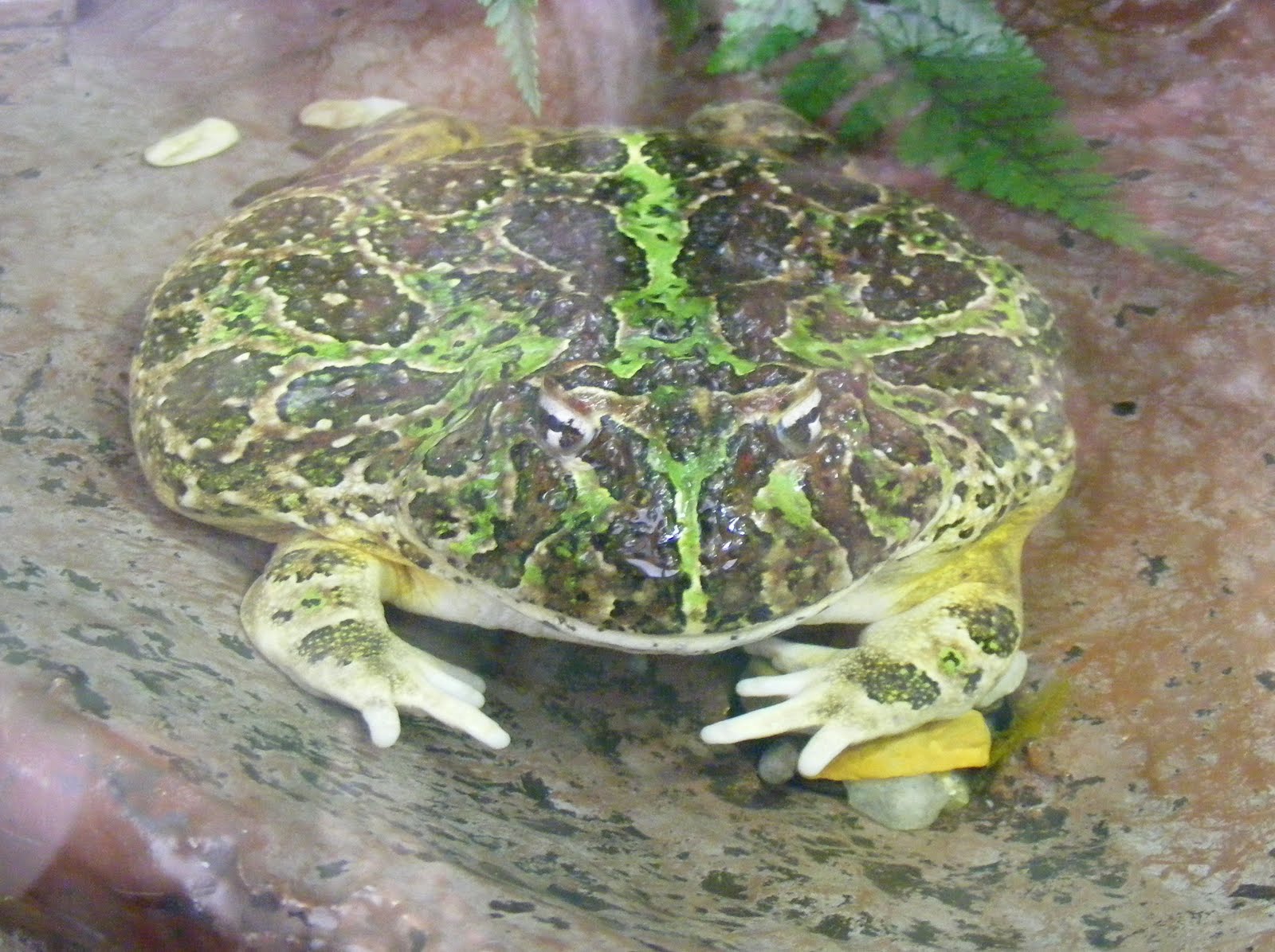 The Disillusioned Taxonomist: Anuran overload