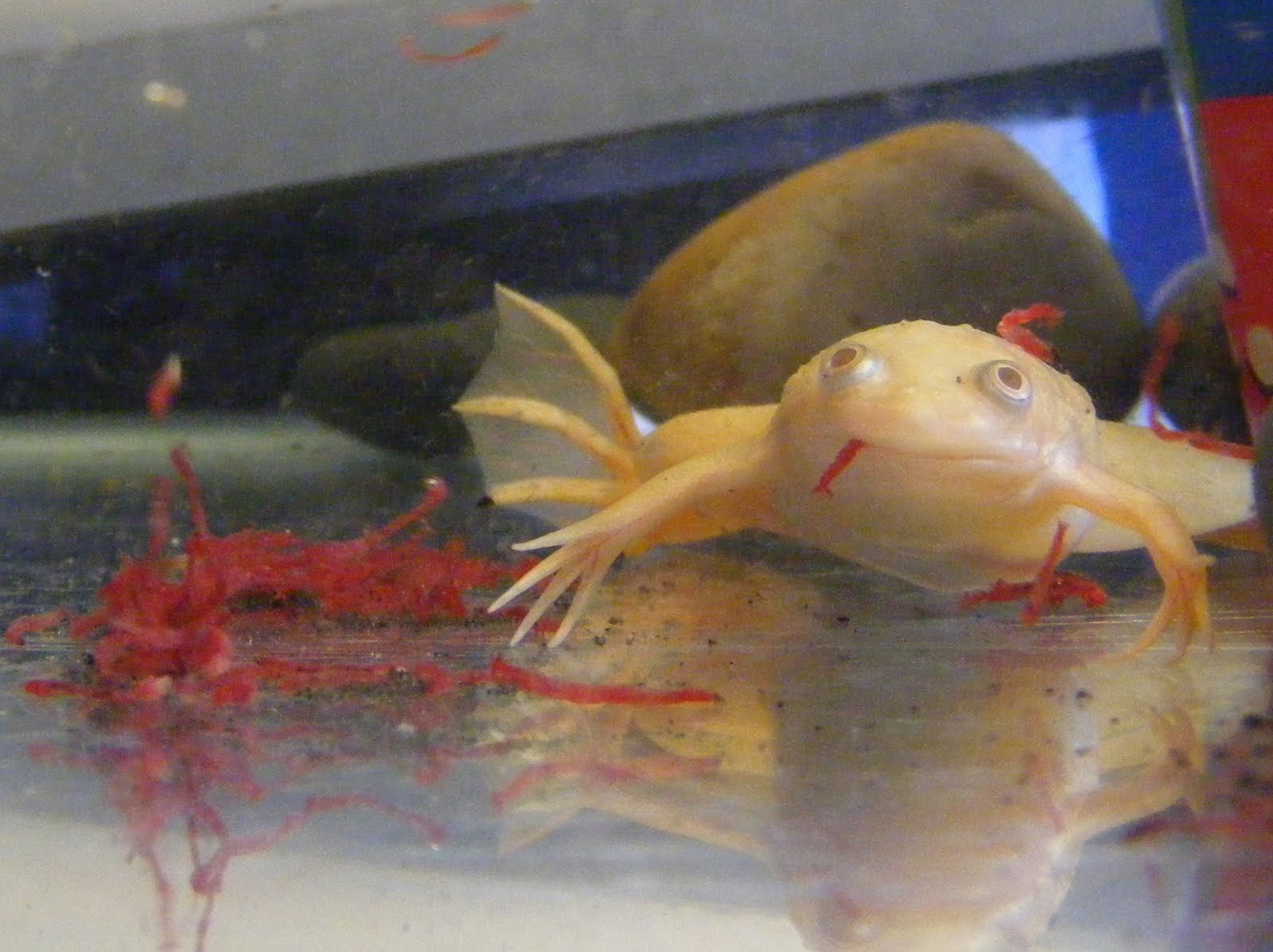 The Disillusioned Taxonomist: Anuran overload