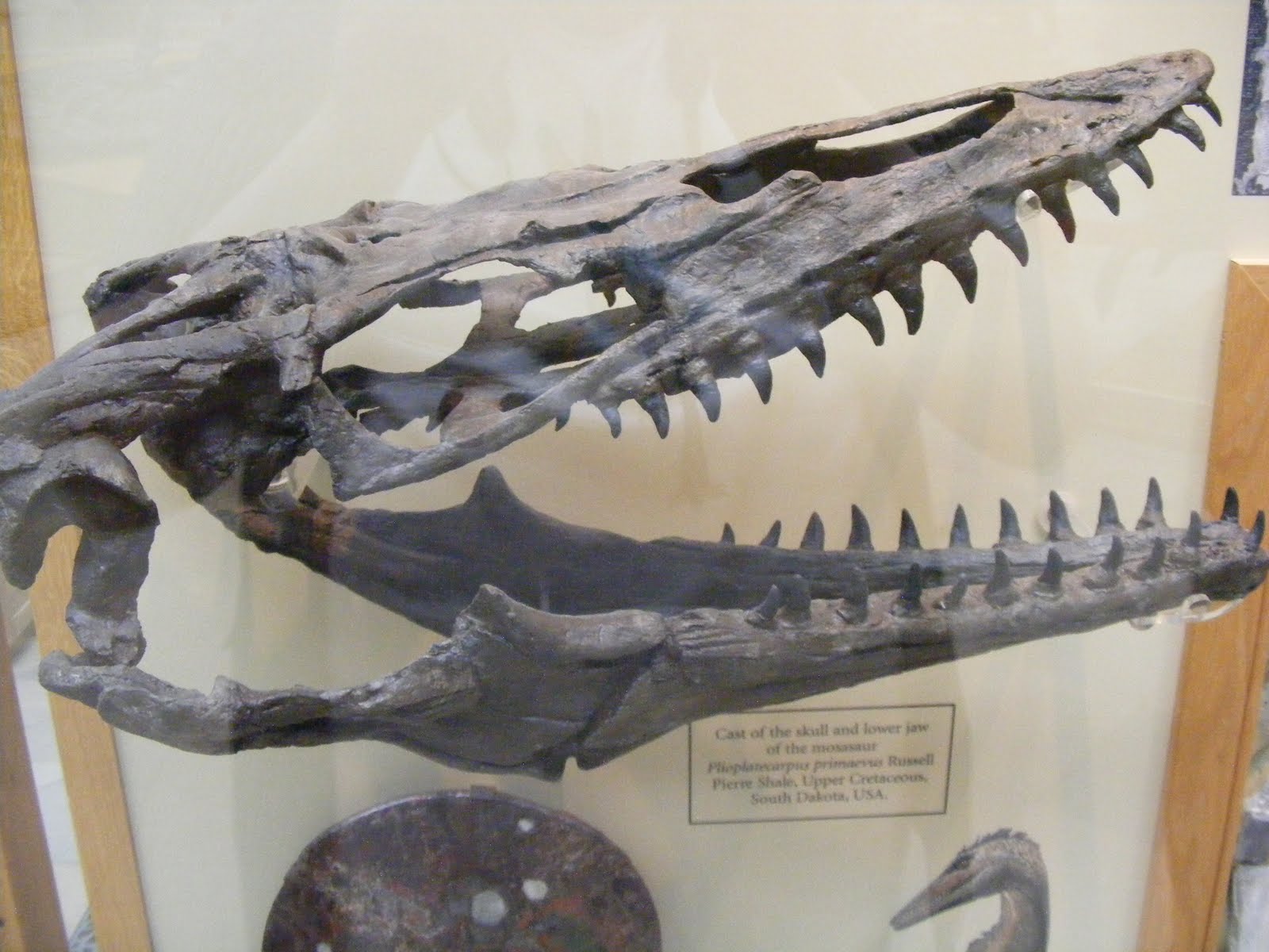 Wikipedia:WikiProject Palaeontology/Paleoart review/Archive 22 - Wikipedia