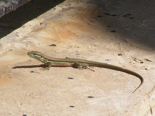 The Disillusioned Taxonomist: Quartet of Cypriot Lizards