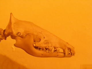 The Disillusioned Taxonomist: It's a tenrec! And guess the skull II