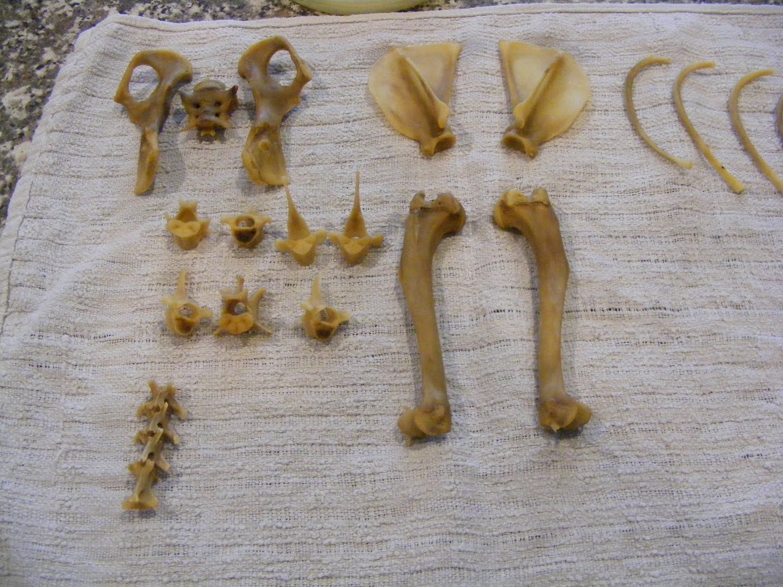 The Disillusioned Taxonomist: When a fox dies