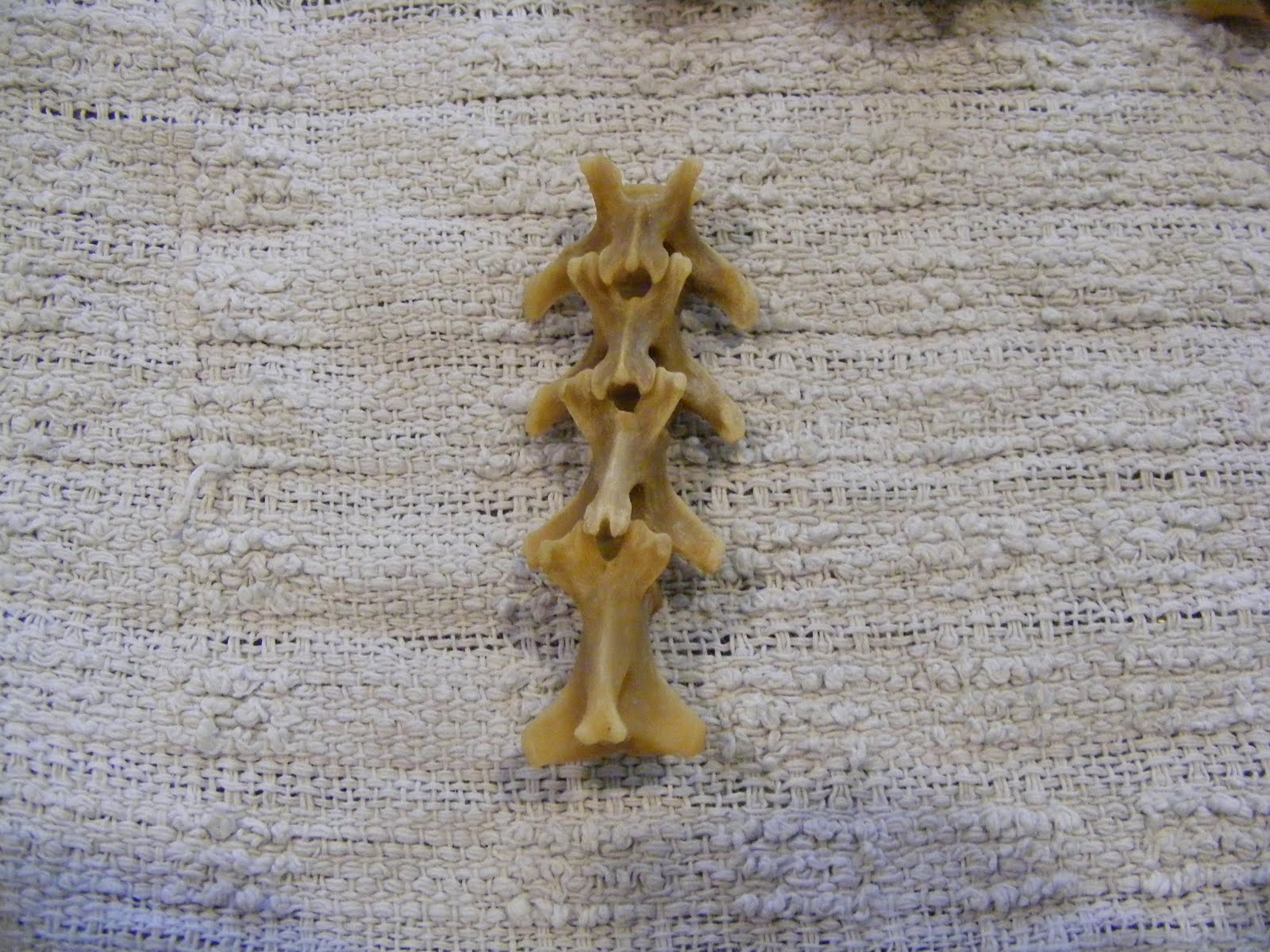 The Disillusioned Taxonomist: When a fox dies