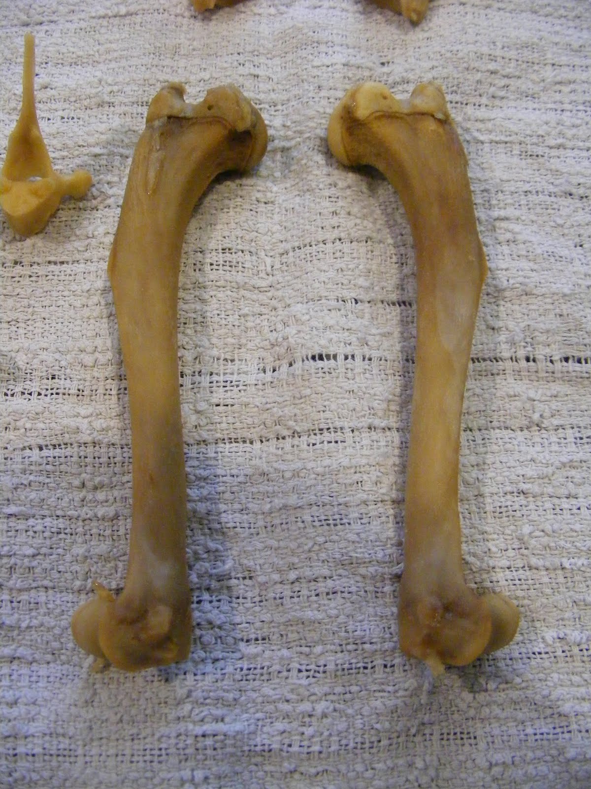 The Disillusioned Taxonomist: When a fox dies