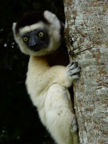 Jo & Liam in Africa: Animals of Madagascar