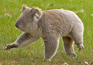 running masters: Running with Koala's