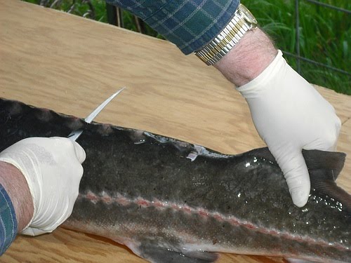 Culinary Alchemy: Like a Sturgeon, Caught For the Very First Time - How ...