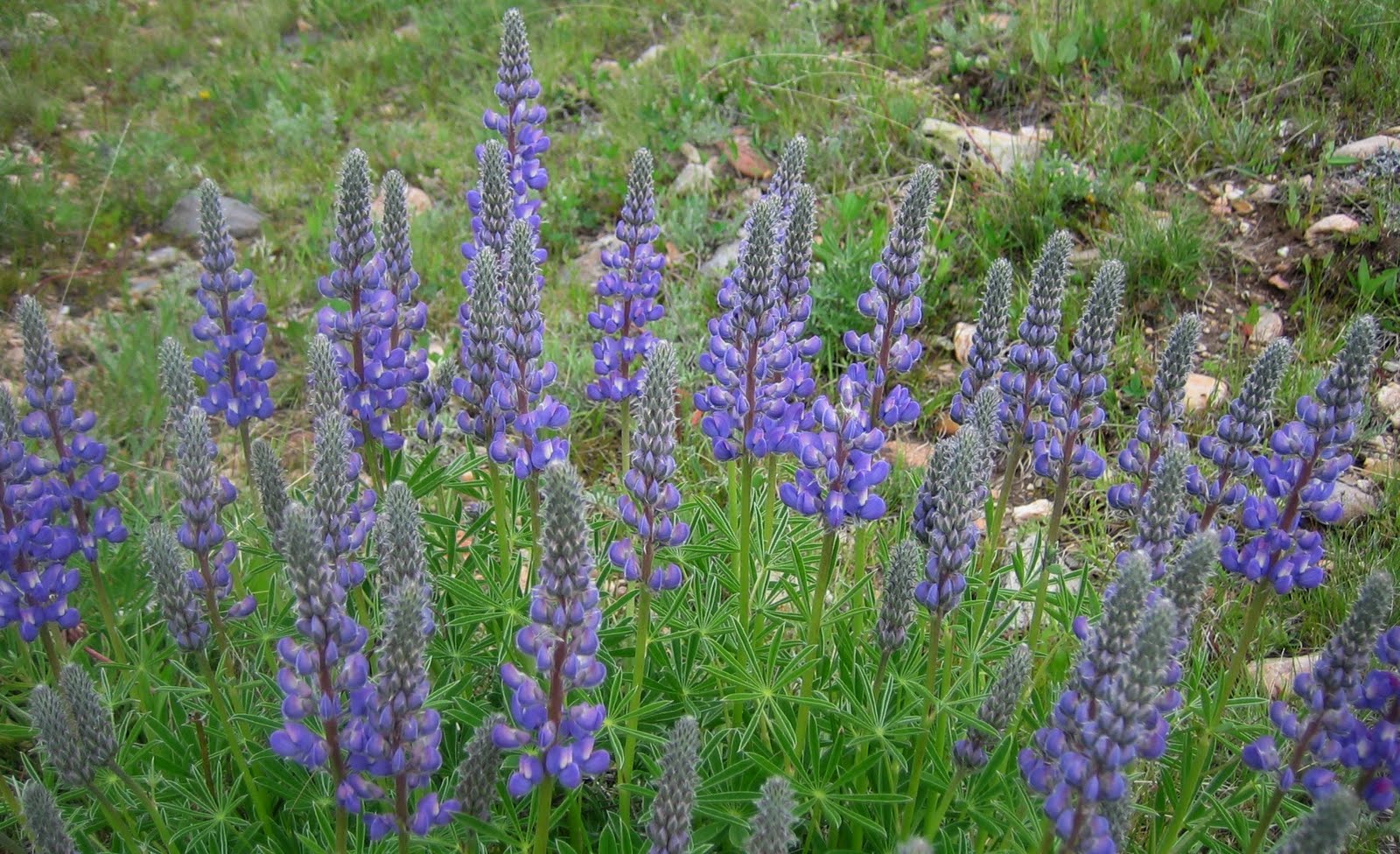 Lupinus sericeus. Silky Lupine. | Plants