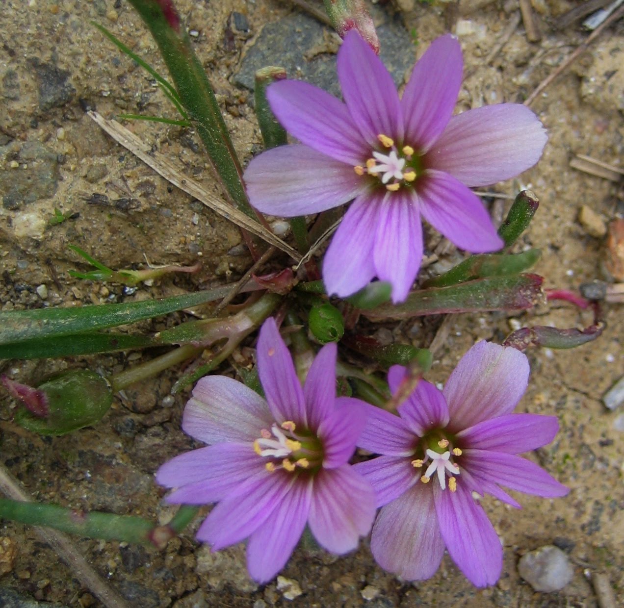 EcoRover: Backpack Trip: Many Miles Lakes