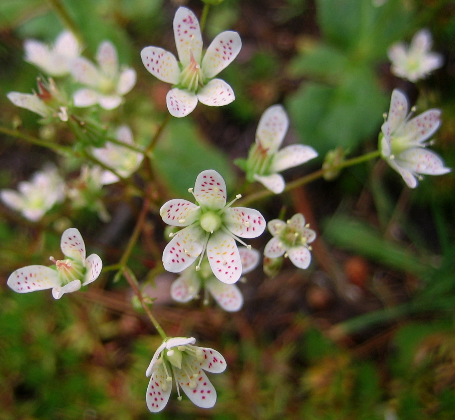 EcoRover: Alpine Ecology & Global Warming: Dr. Martha Apple's Research