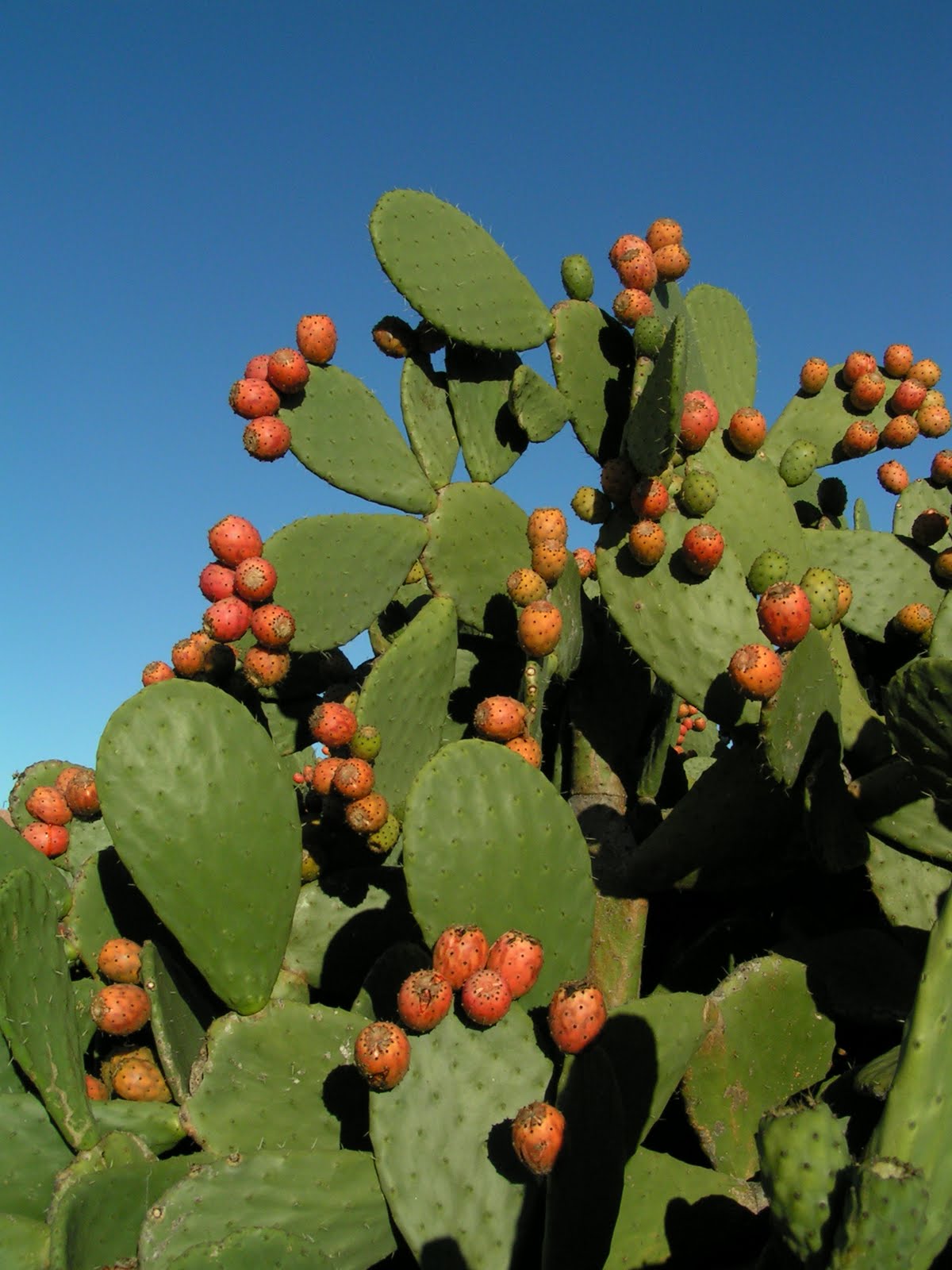 Curious Kai: Prickly Pear & Cactus Figs