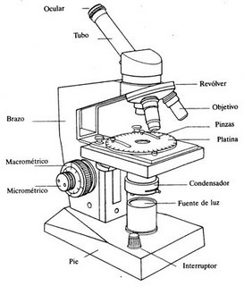 CTinformA: El Microscopio Compuesto