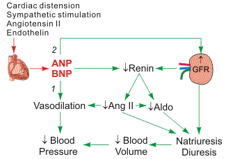 以Pro-BNP評估心臟功能不全患者 (Measurement of Pro-BNP in Patients with Heart ...