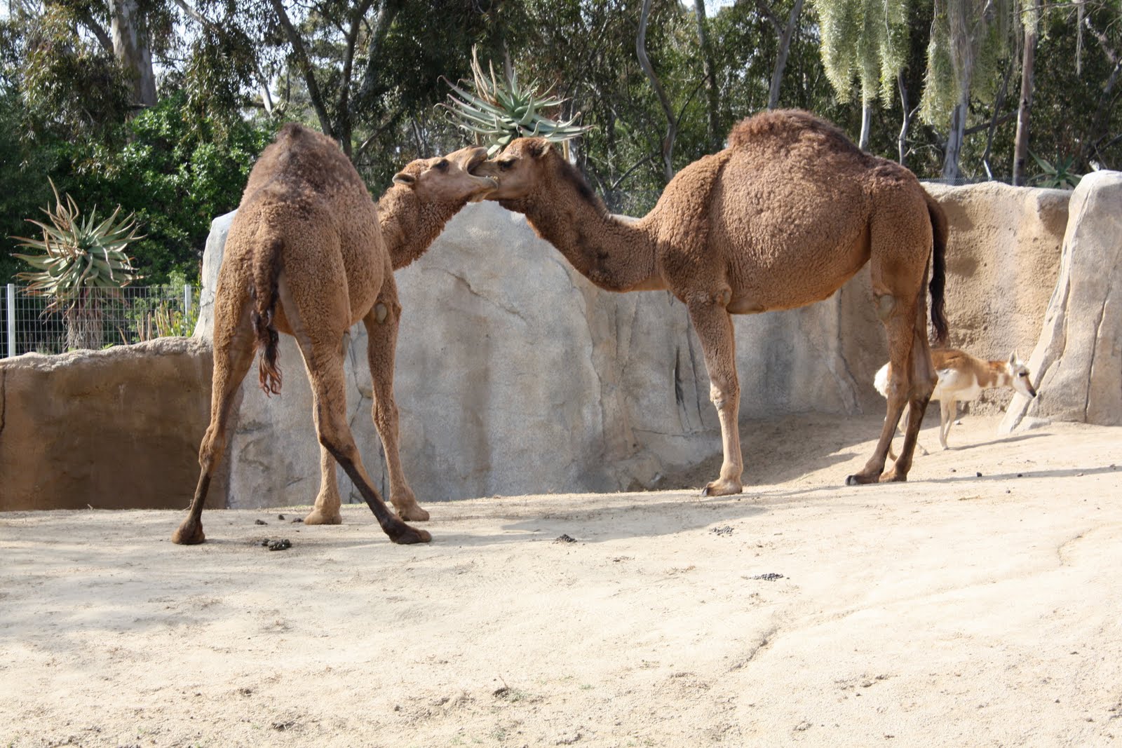 L.A. State: What, I can't even kiss you now?