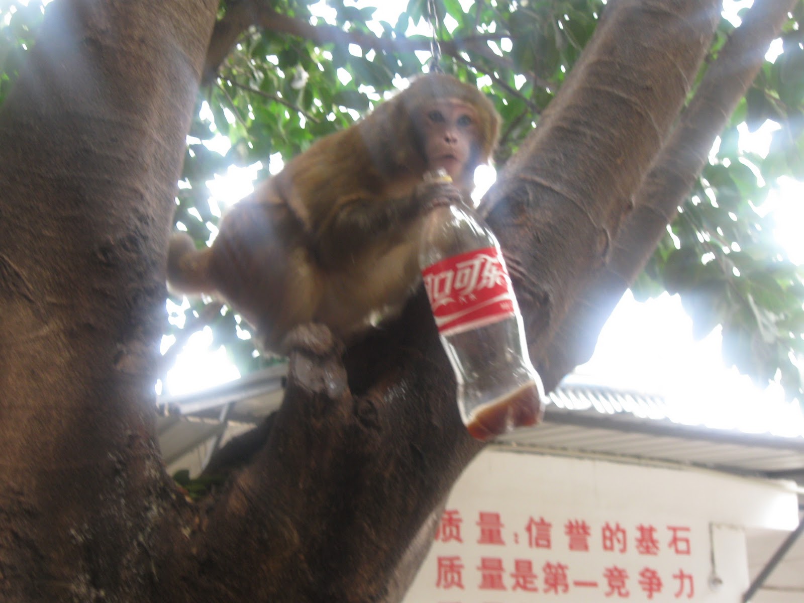 george lu's blog: monkey drinking coke (coca-cola)