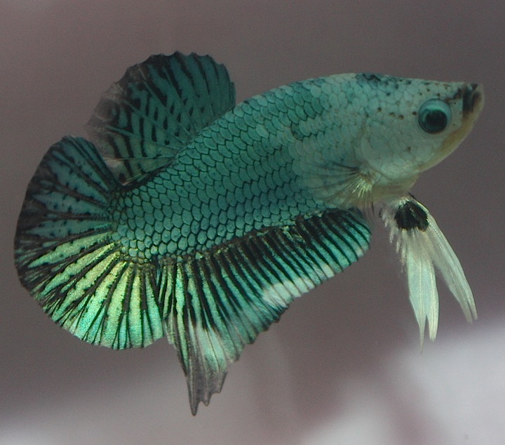 IKAN PELAGA THE FIGHTING FISH: SIAMESE PLAKAT