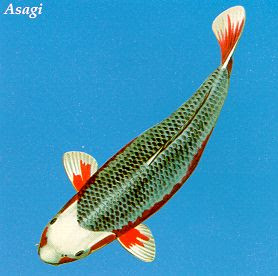 JAPAN KOI (CARP): ASAGI