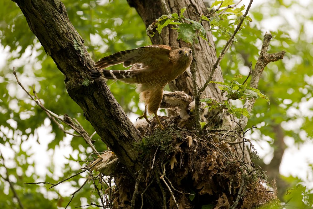 missouri nature photography: Baby Hawks