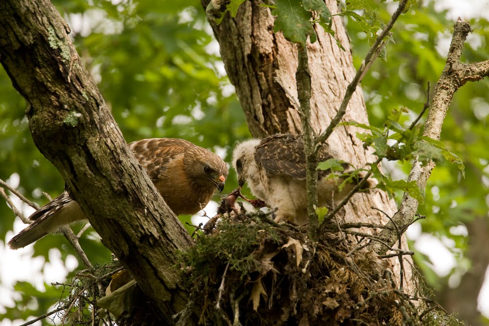 missouri nature photography: Baby Hawks