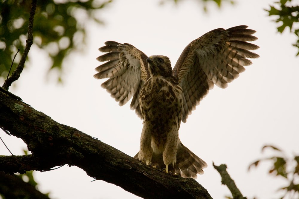 missouri nature photography: Baby Hawks Update